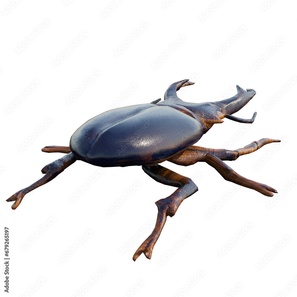 beetle on transparent background Stock Photo | Adobe Stock