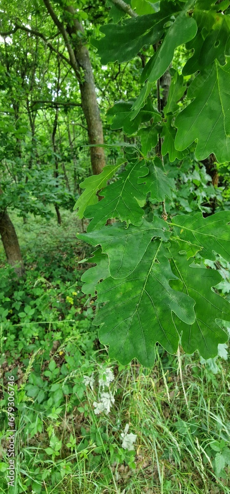 oak is a hardwood tree or shrub in the genus Quercus of the beech ...