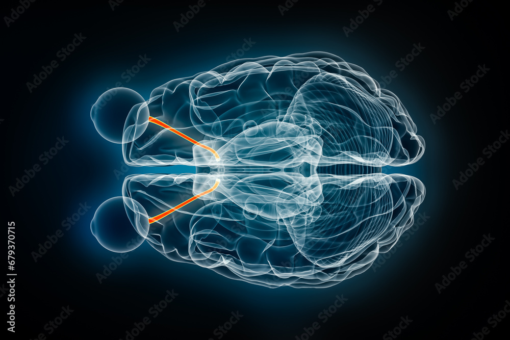 Optic or cranial nerve x-ray superior or top view 3D rendering ...