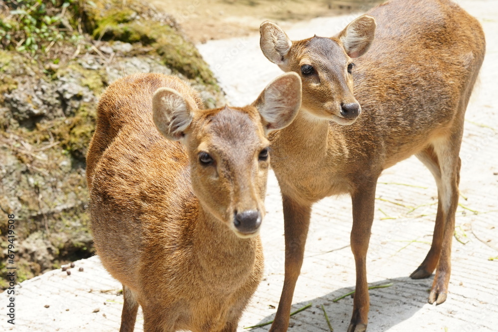 The Javan rusa (Rusa timorensis), or Sunda sambar is native to the ...