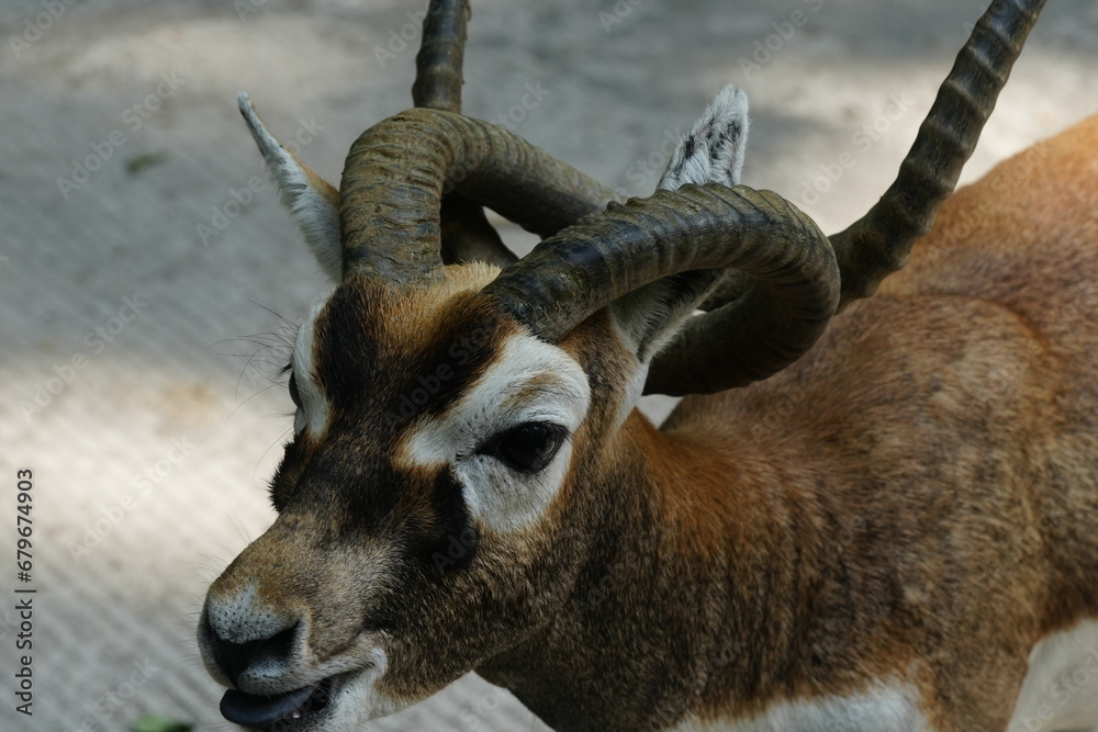 The Mouflon (Ovis orientalis orientalis) is a subspecies of wild sheep ...