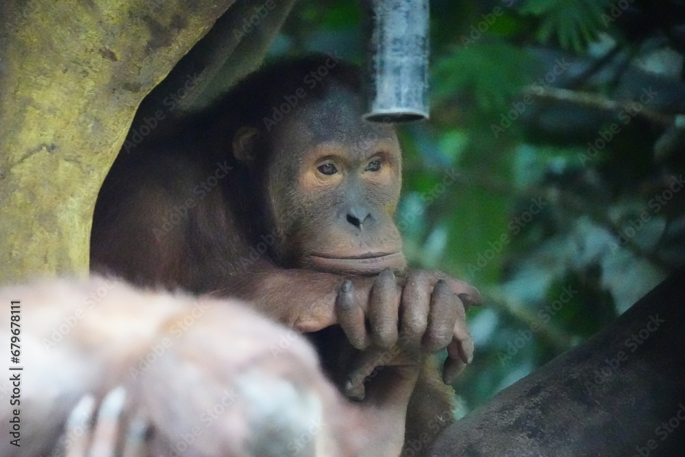 Orangutans are highly intelligent and critically endangered great apes ...