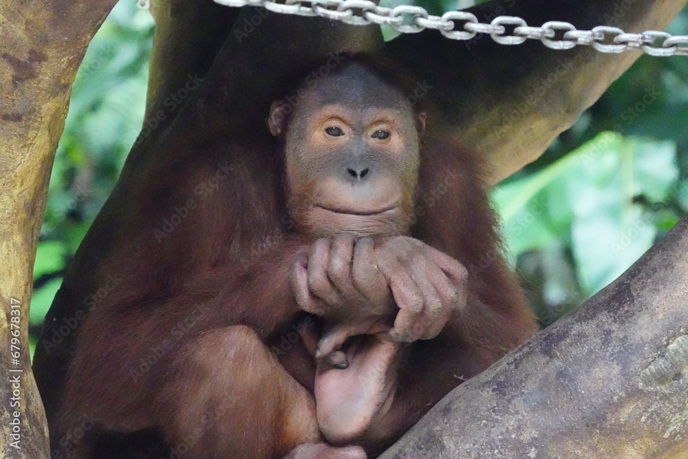 Orangutans are highly intelligent and critically endangered great apes ...