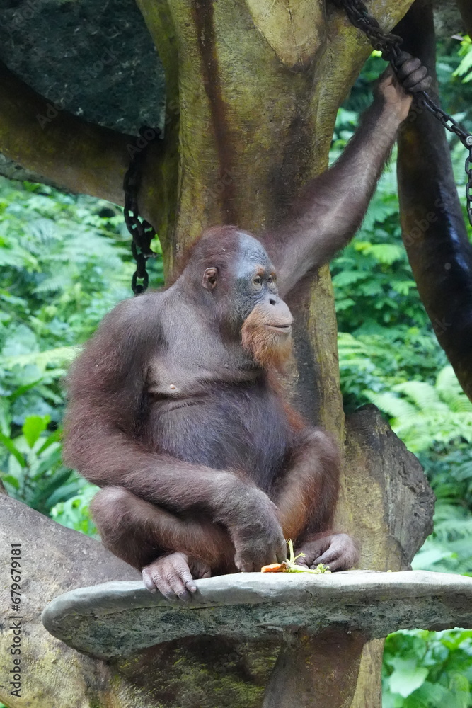 Orangutans are highly intelligent and critically endangered great apes ...