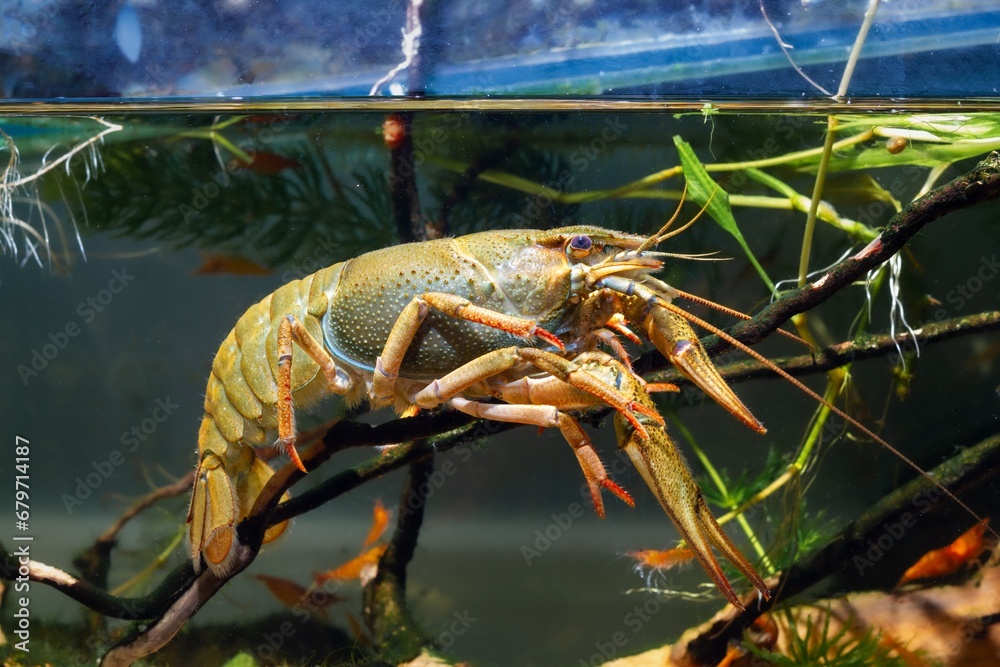 Stock-Foto „Turkish crayfish rest on driftwood twig, predator animal ...