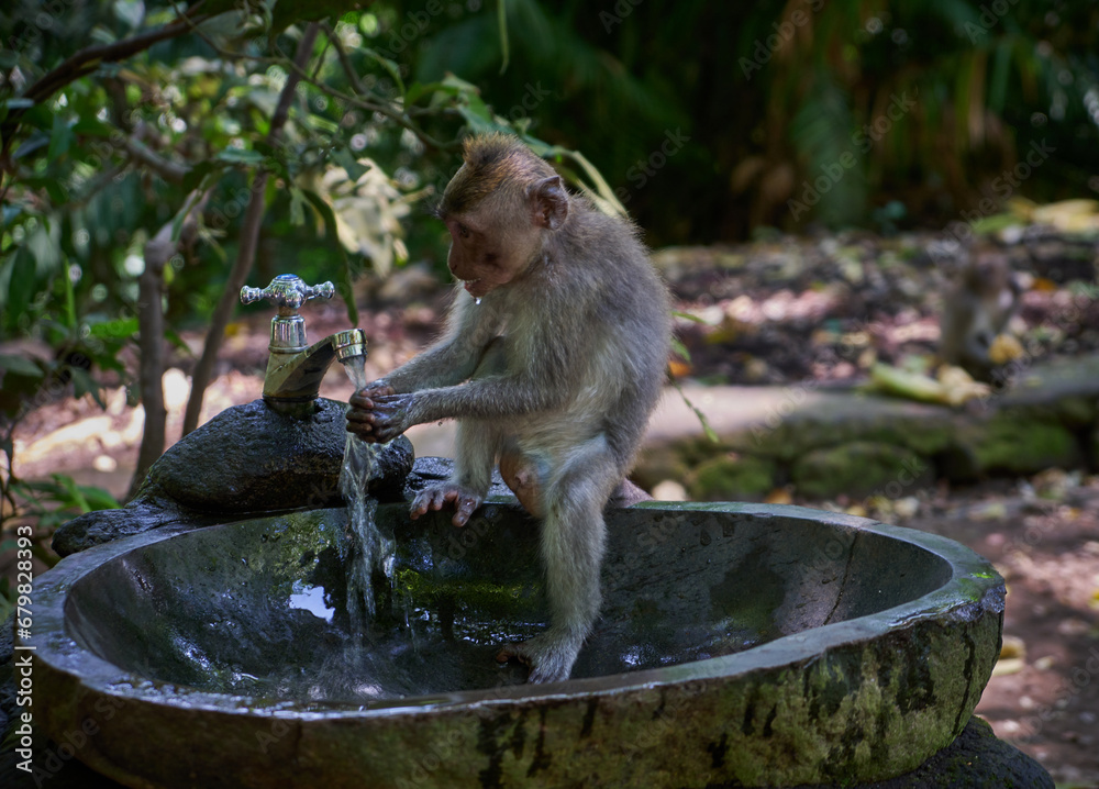 Balinese long tailed macaque monkey uses a water fountain at the ...