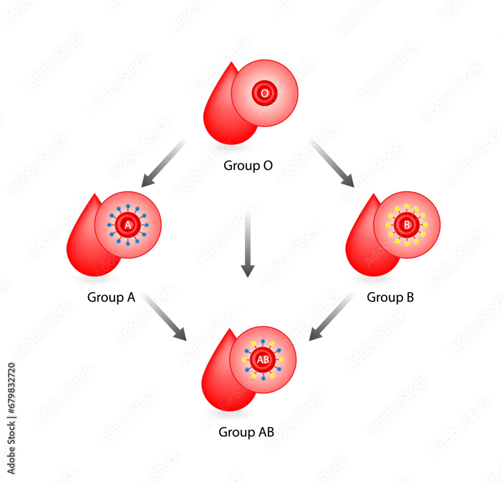 Blood compatibility, Blood donation, ABO Blood groups droplets., four ...