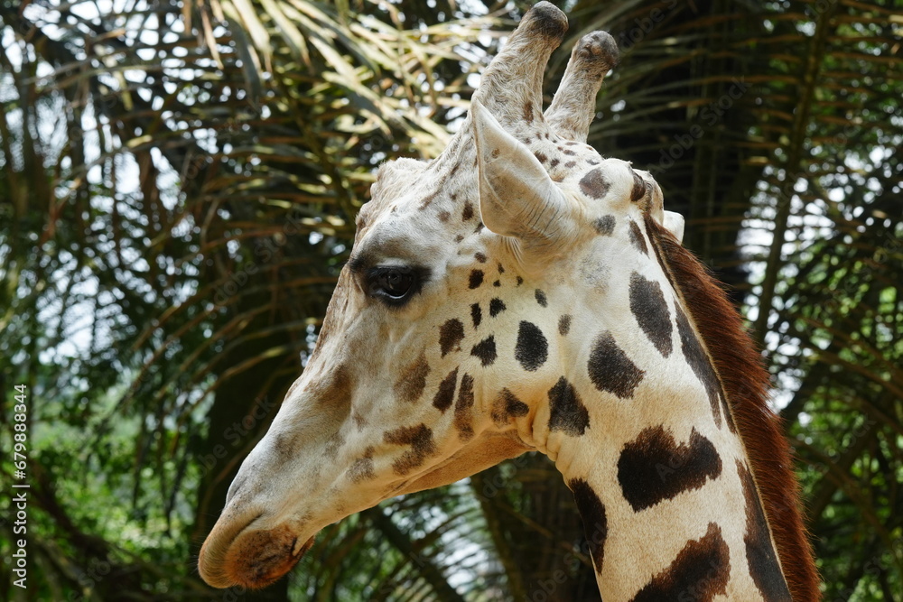 The giraffe (Giraffa camelopardalis) is a unique and majestic African ...