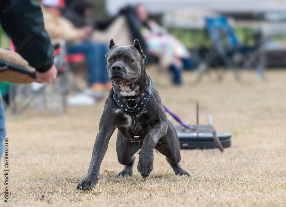 Cane Corso mastiff duing a weight pull challenge Stock Photo | Adobe Stock