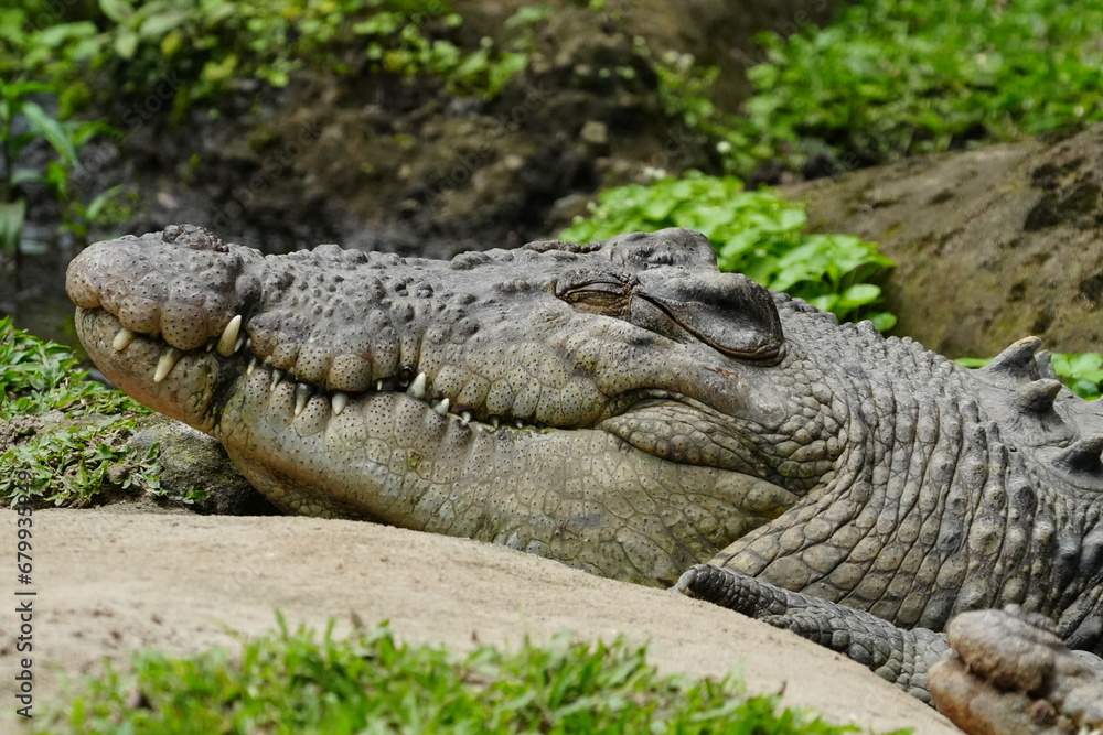 Stock-Foto „Crocodiles are large, aquatic reptiles belonging to the ...