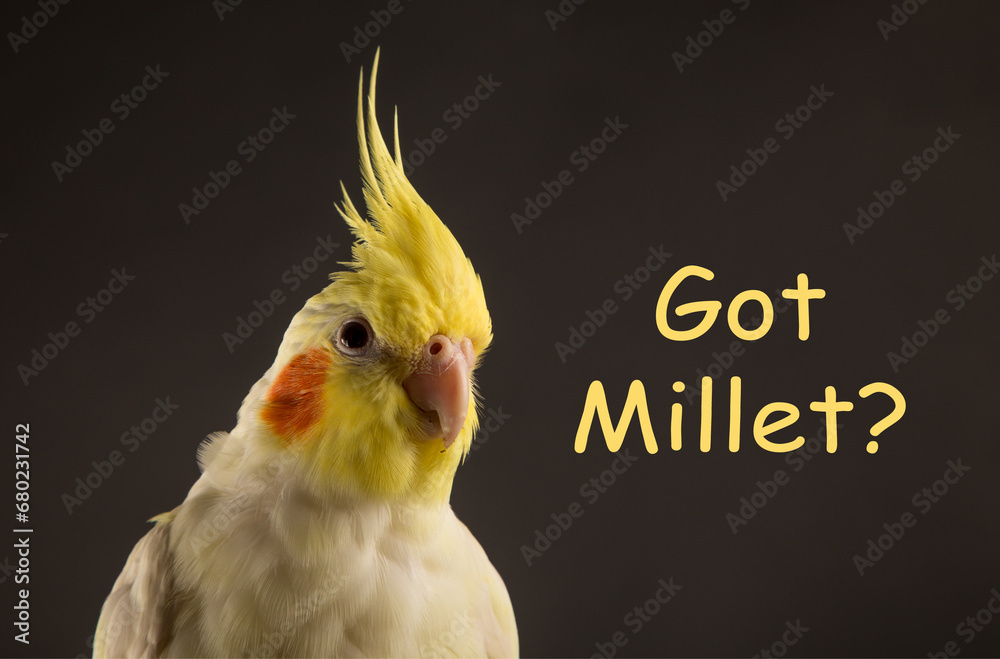 Bird memes, Got Millet? Funny bird memes, Cockatiel Portrait, Lutino ...