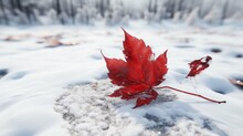 Red Leaf On Snow Close-up Free Stock Photo - Public Domain Pictures