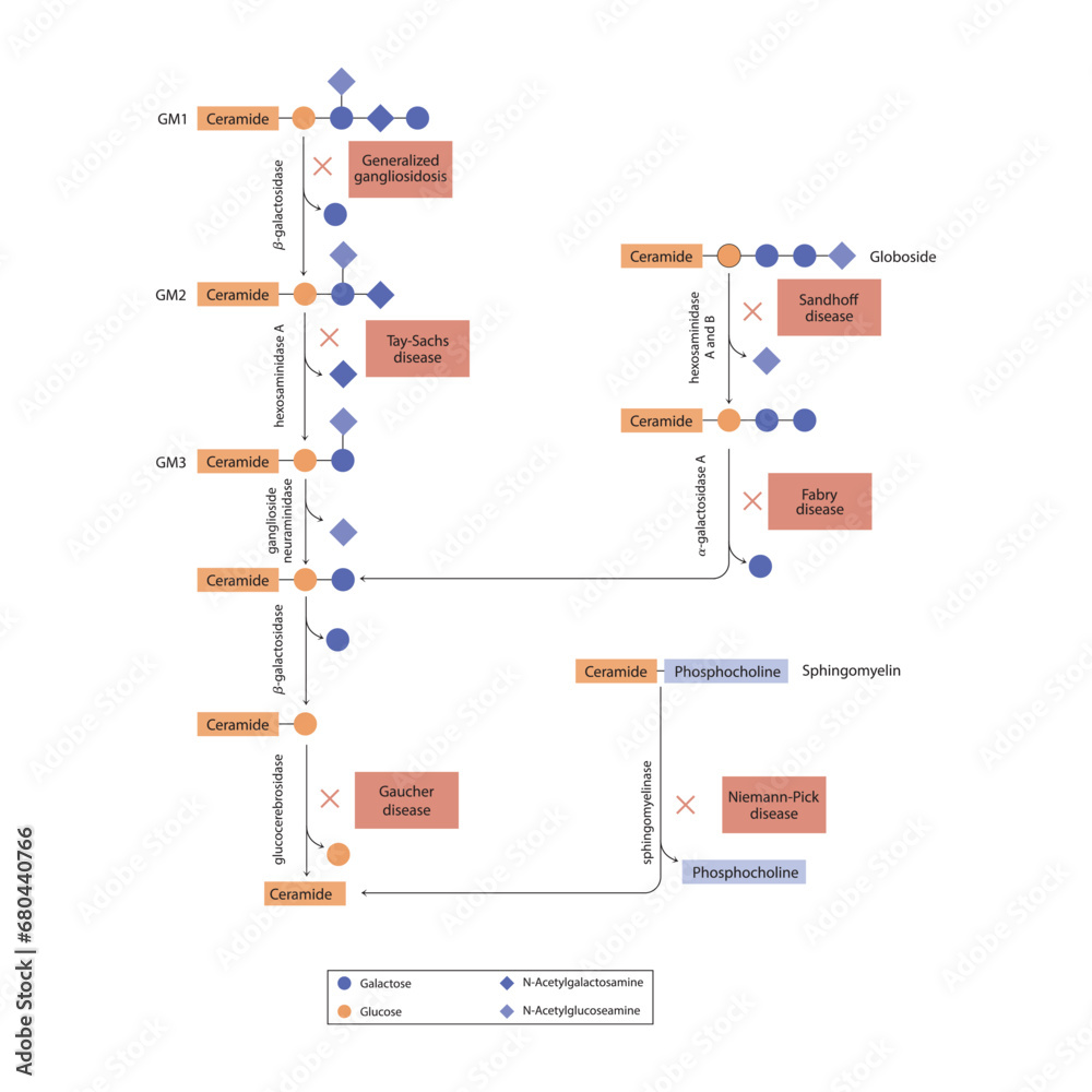 Image vectorielle Stock Diagram of Ganglioside, globoside and ...