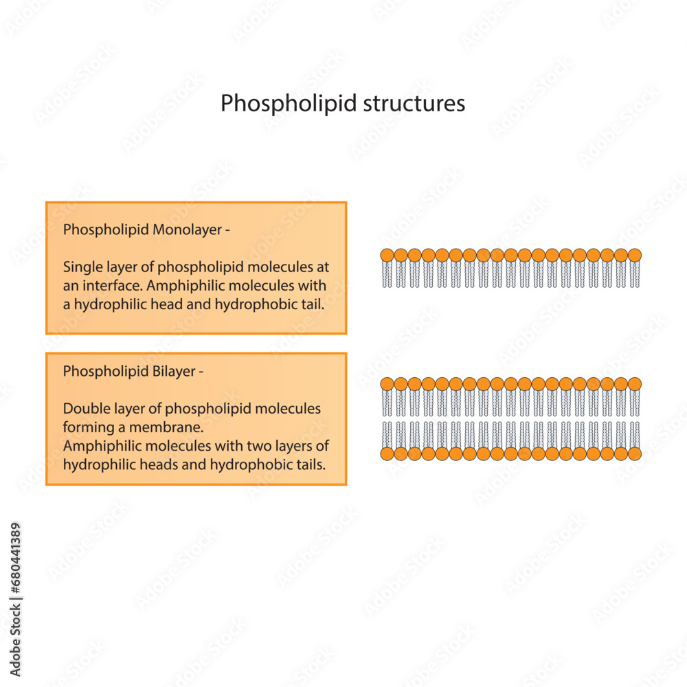 Diagram showing phospholipid structures - monolayer and bilayer - non polar tails and polar ...