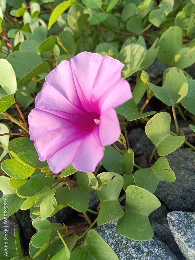 Ipomoea pes-caprae, also known as bayhops, bay-hops, beach morning ...