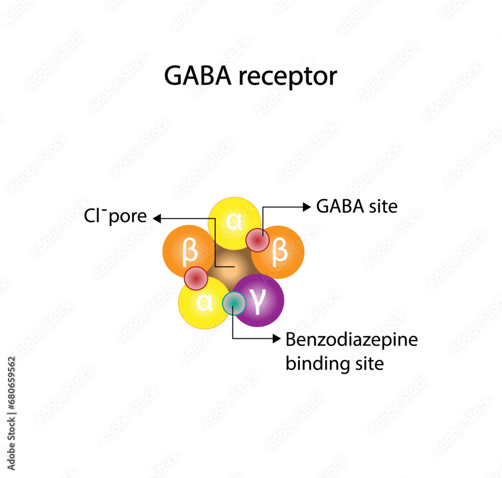 GABA receptor structure, cell membrane. Neurotransmitter gamma-aminobutyric acid, GABA A and ...