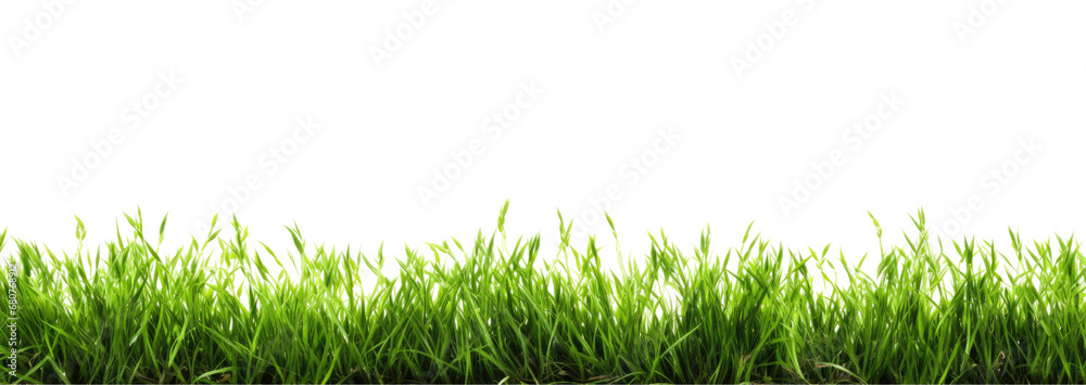 Green grass border, on a transparent background. The horizon of the ...