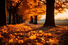 Autumn Forest Free Stock Photo - Public Domain Pictures