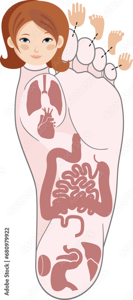Human anatomy. Vector illustration of human foot and internal organs ...