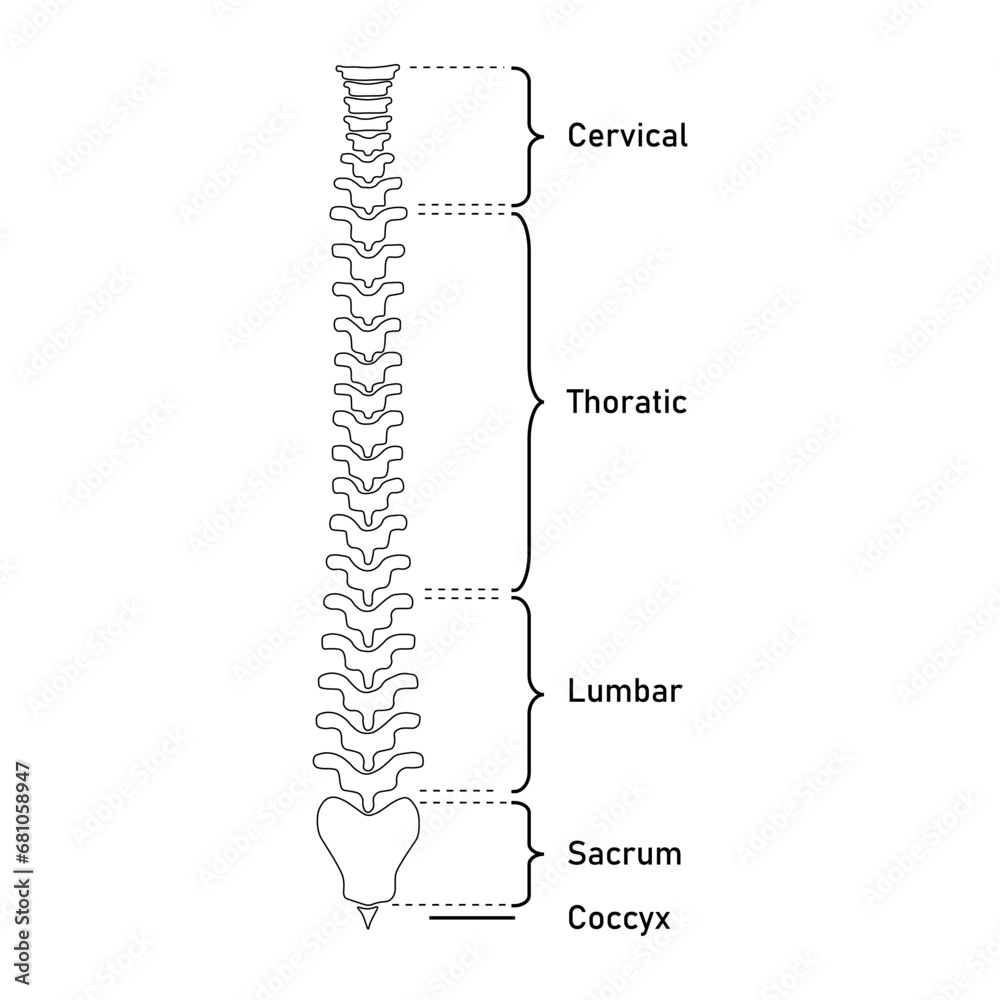 Human vertebral column. Cervical spine, thoracic spine, lumbar spine, Sacrum and coccyx. Bones ...