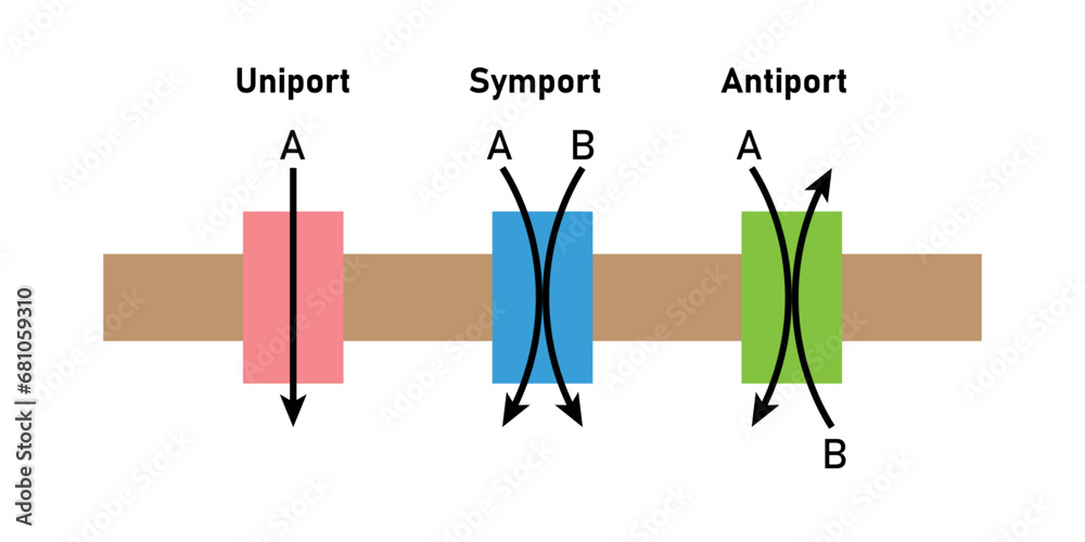 Comparison of transport proteins. Symporter integral membrane protein ...