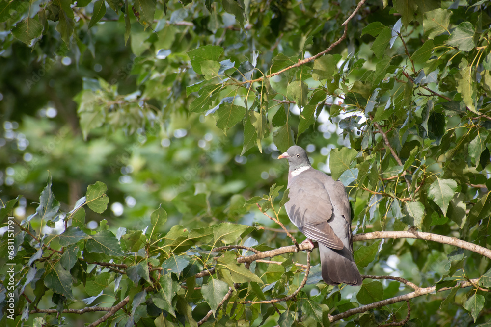 Stock-Foto „Woodpigeon (Columba palumbus) is a species of columbiform ...