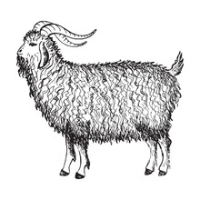 Cow, Bull, Ruminant, Art Free Stock Photo - Public Domain Pictures
