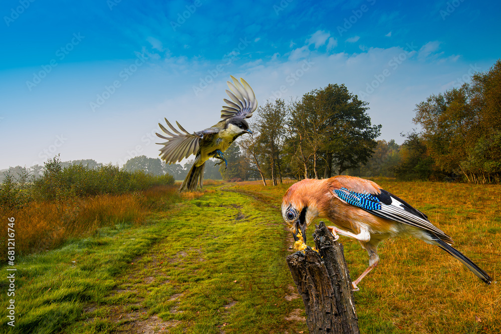 Composition of foraging Jay, Garrulus glandarius, on a tree stump and ...