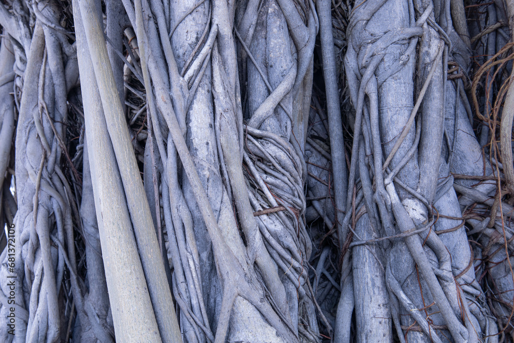 Close up of banyan tree roots. Amazing ficus roots in a tropical forest ...