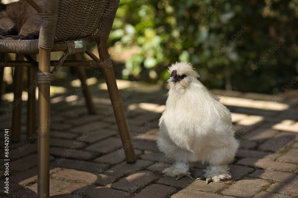 Horizontal portrait of a white silkie rooster, Wugu-ji chicken, walking ...