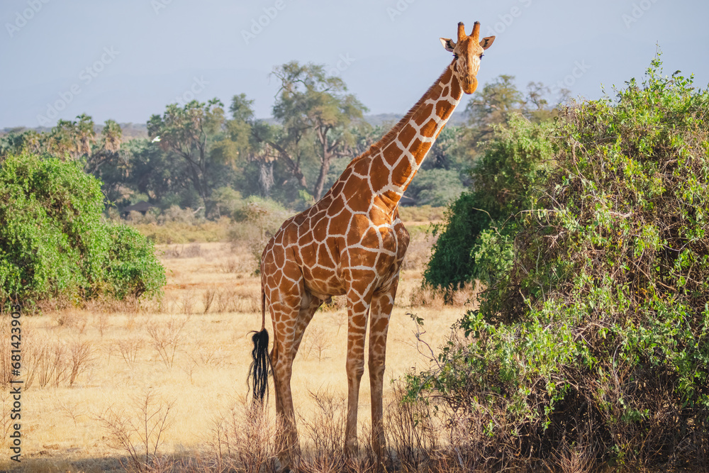 Animals in the wild - Reticulated giraffe - Samburu National Reserve ...