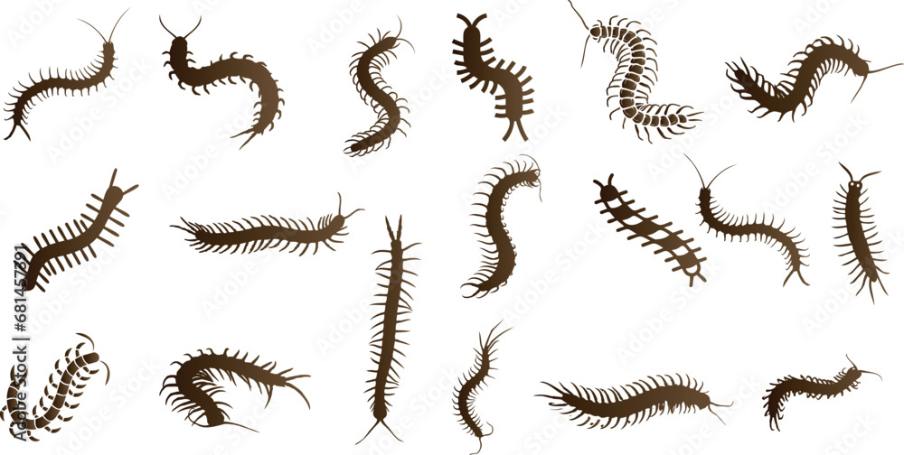 centipedes Vector illustration set in various poses, perfect for ...