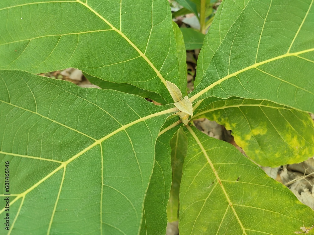 Tectona is a genus of tropical hardwood trees in the Lamiaceae family ...