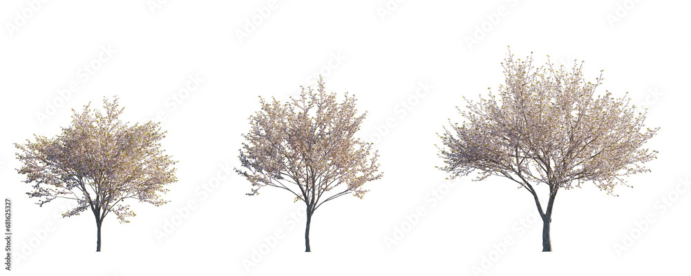 Prunus serrulata Japanese flowering cherry street summer trees medium ...