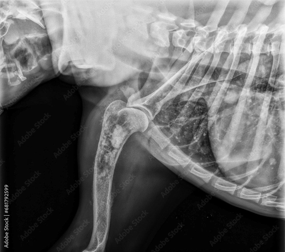 X-ray of an osteosarcoma on a dog humerus with pulmonary metastases ...