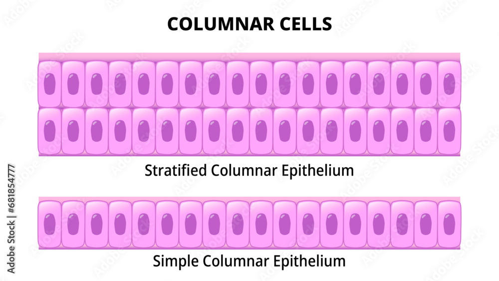 Columnar Cell - Simple Columnar Epithelium - Stratified Columnar Epithelium - Histology Medical ...