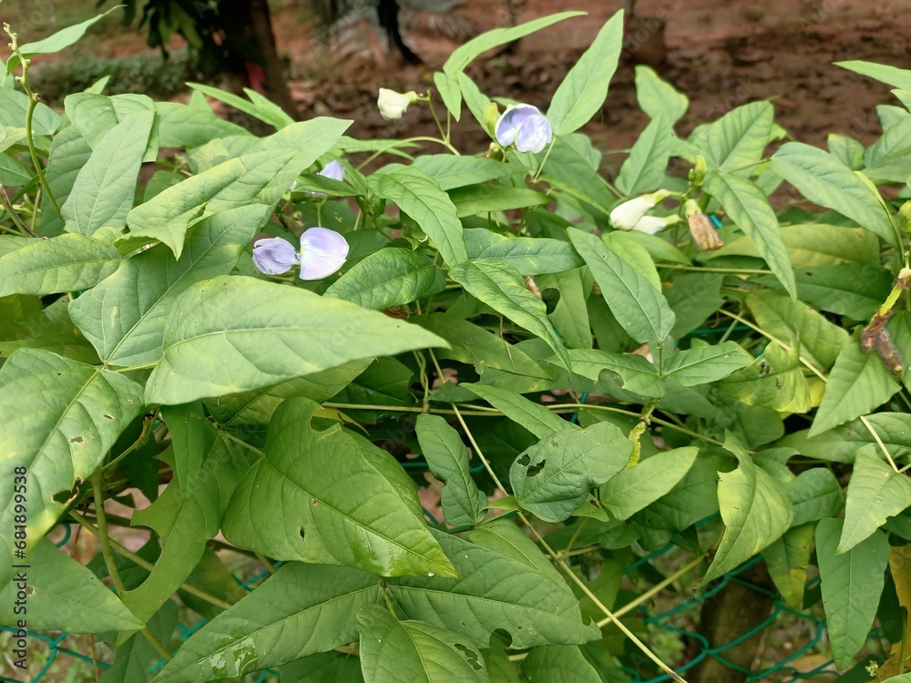 winged bean (Psophocarpus tetragonolobus) plant , flowers and fruits ...