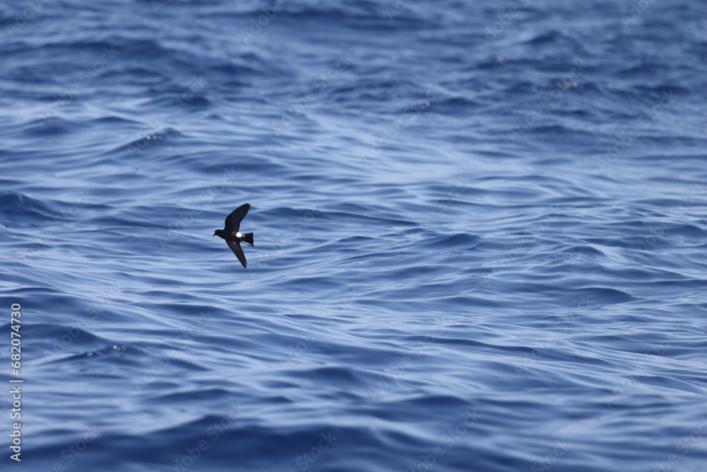 Wilson's storm petrel (Oceanites oceanicus), also known as Wilson's ...