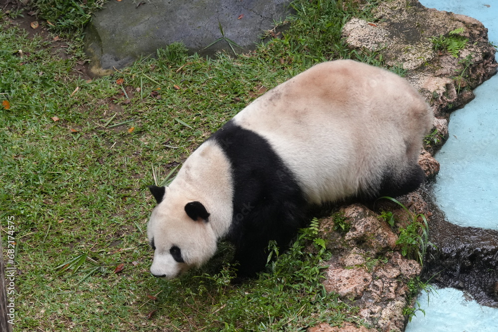 The Giant Panda (Ailuropoda melanoleuca) is a distinctive and beloved ...