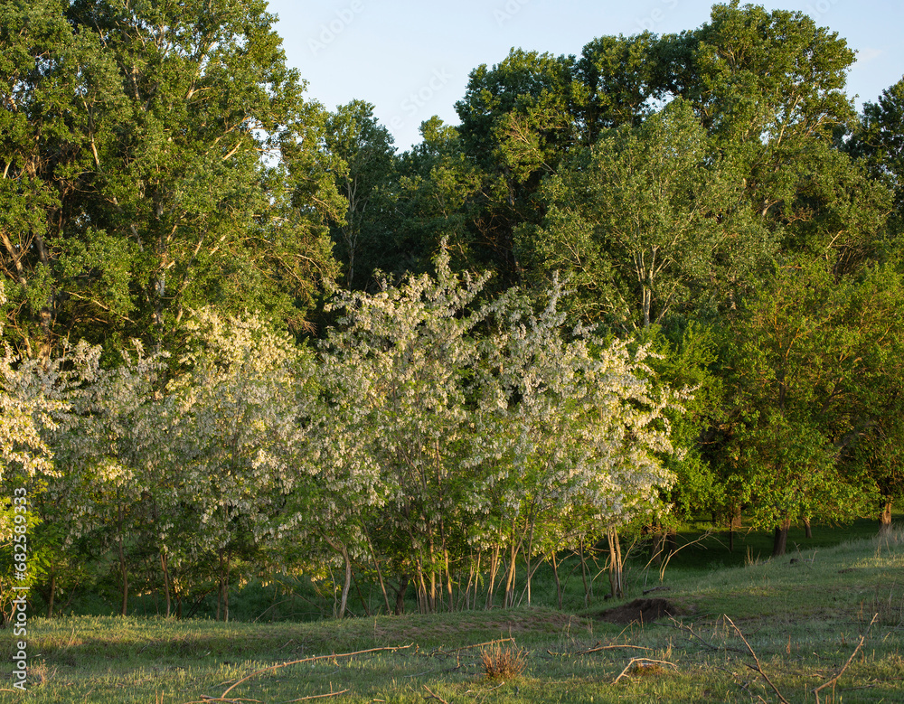 Robinia pseudoacacia, commonly known in its native territory as black ...