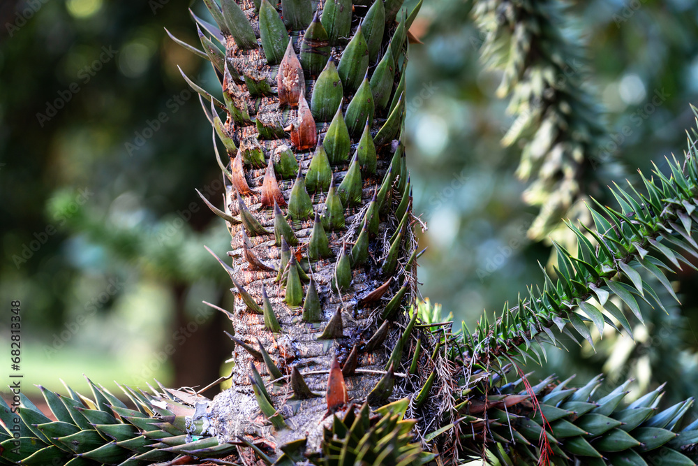Trunk of Araucaria, an ancient South American plant also called the ...