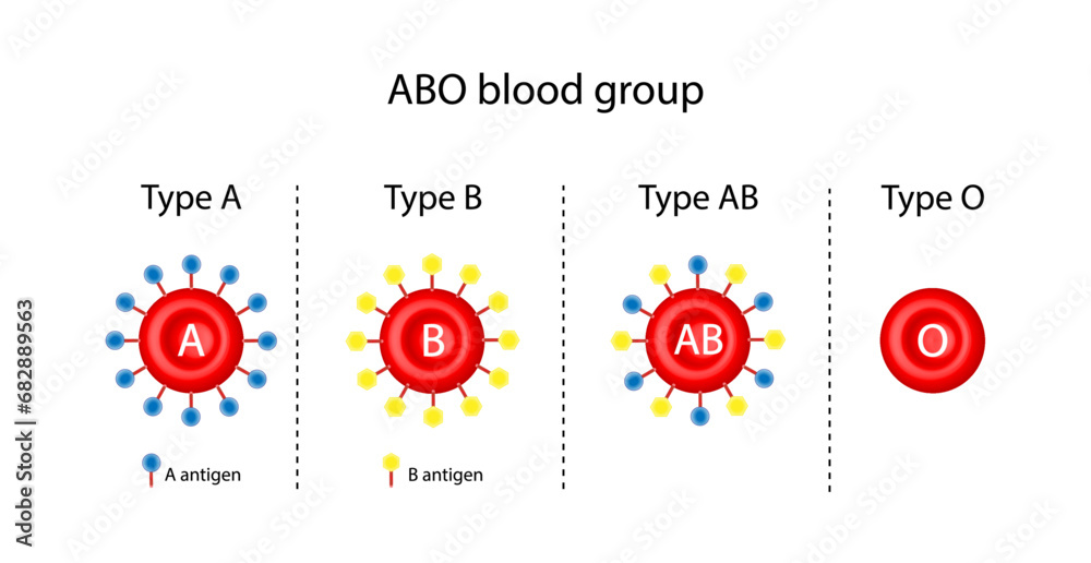 ABO Blood groups. four blood types, A,B, AB and O groups, made up from ...