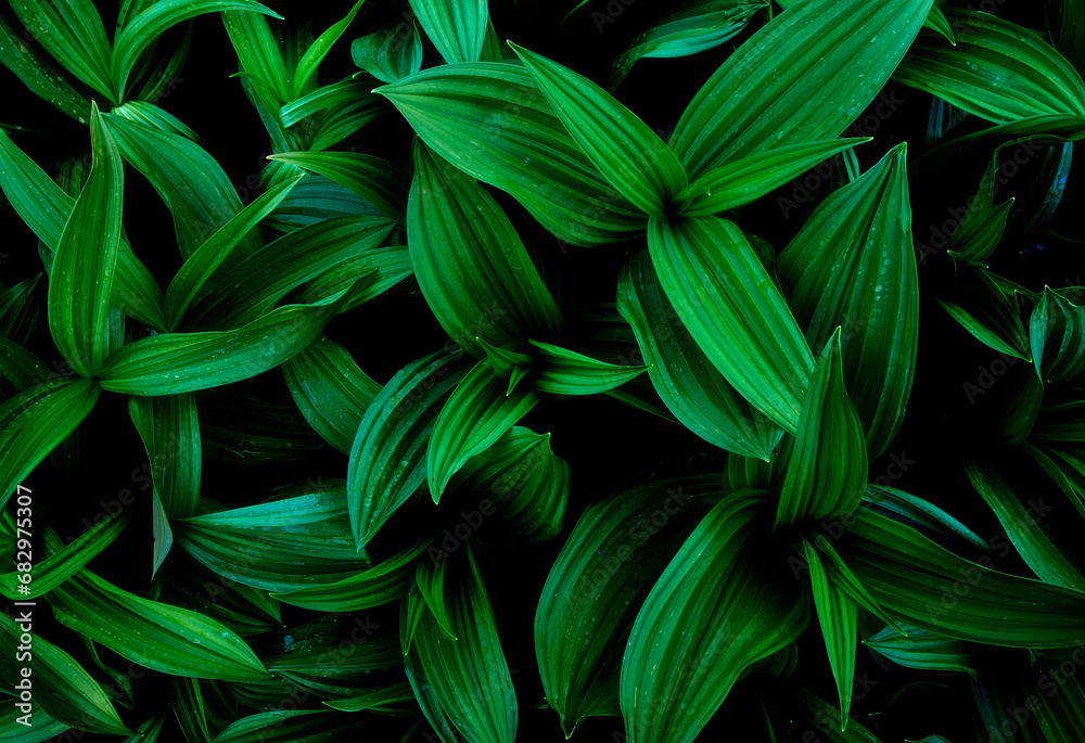 Lush green foliage texture from a top view Stock Photo | Adobe Stock