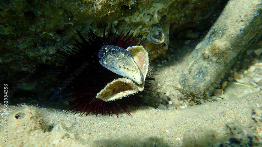 Seashell of bivalve mollusc Blue mussel or Common mussel (Mytilus ...