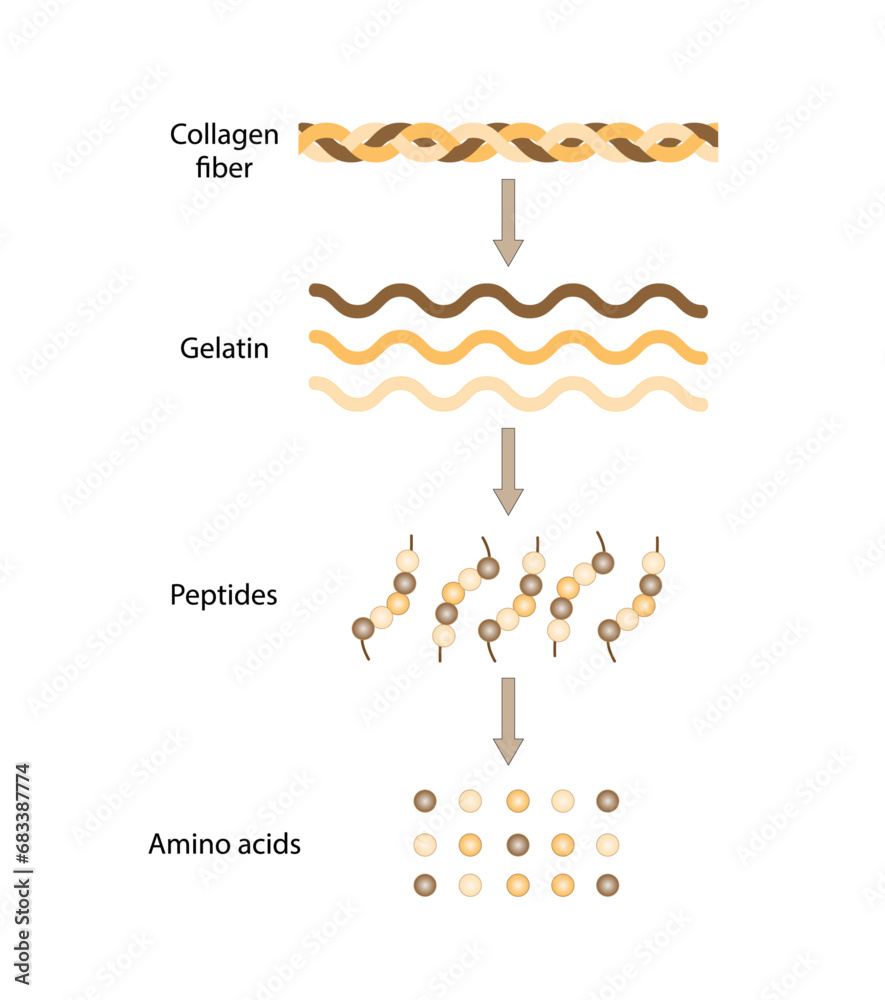 Collagen Digestion, Denaturation, Degradation and hydrolysis. Collagen ...