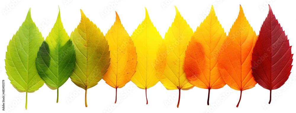 Colorful Autumn Leaf Rainbow Gradient Transition: From Green to Yellow ...