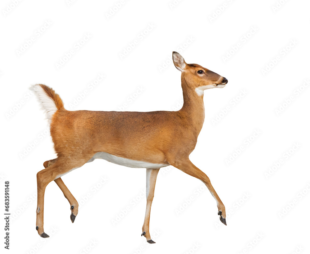 A white-tailed deer (Odocoileus virginianus) prancing — transparent PNG ...