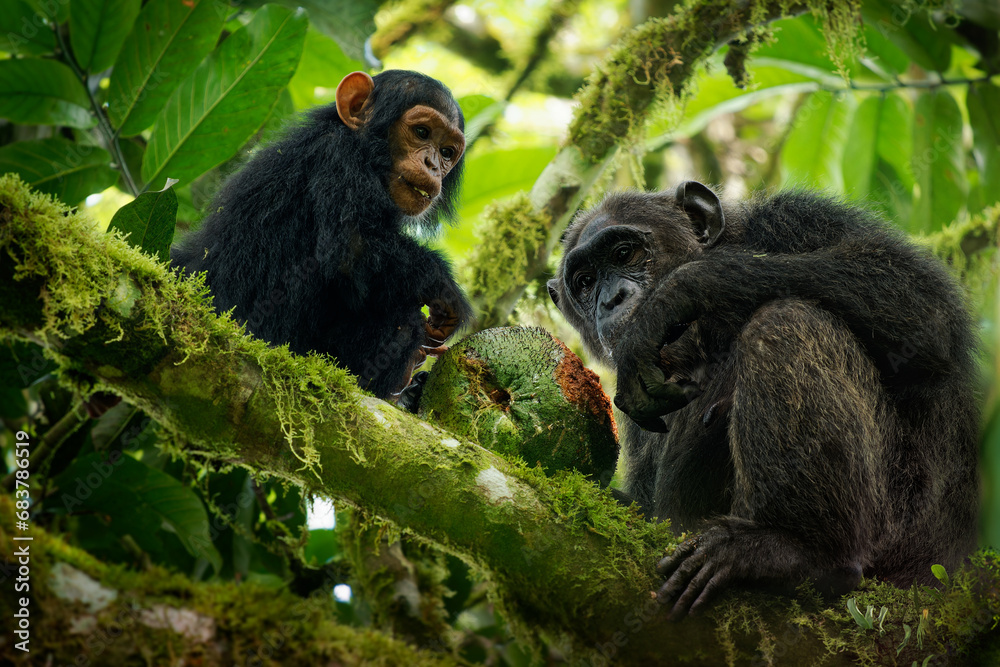 Common or Robust Chimpanzee - Pan troglodytes also chimp, great ape ...