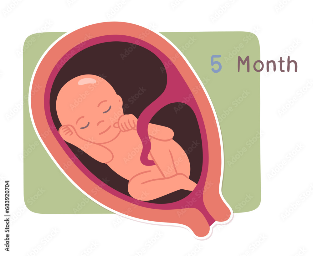 Five month human embryo development growth stage. Unborn baby fetus ...