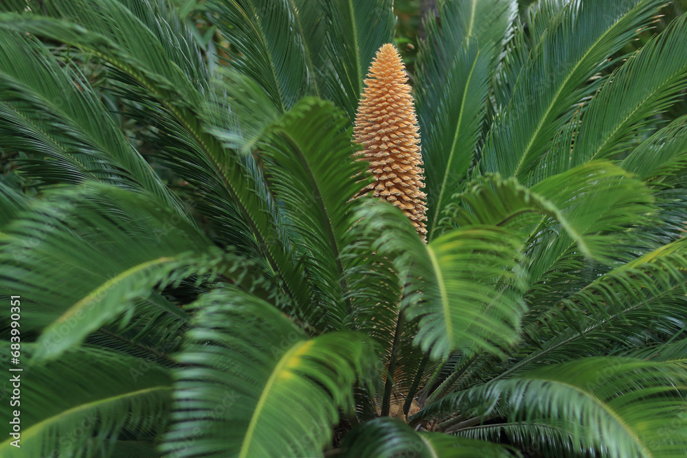 Leaves of Cycas. Flower of cycad large pollen above an cycad sago palm ...